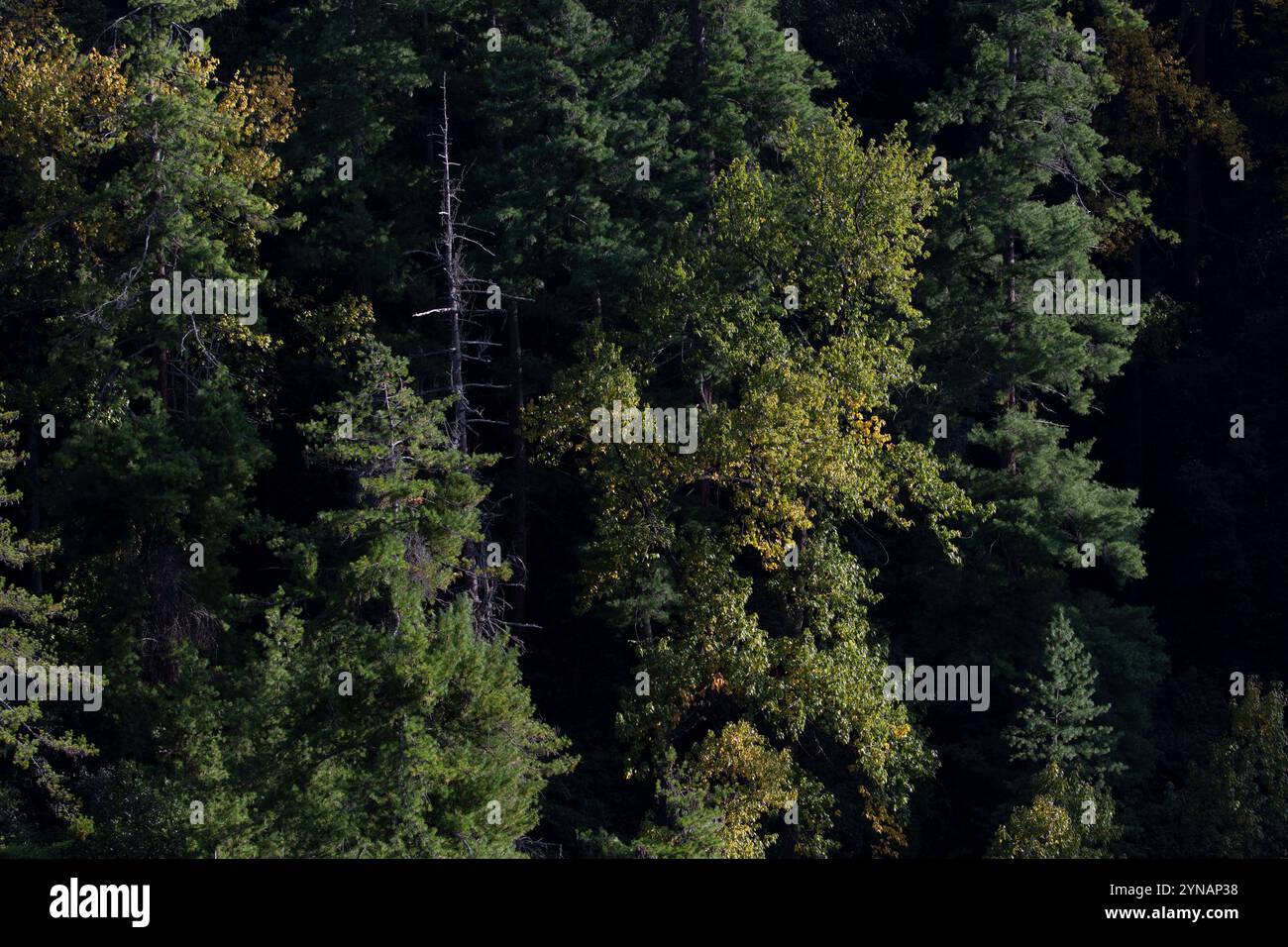 A lush, green forest in Bhutan. The dense canopy of tall, coniferous ...
