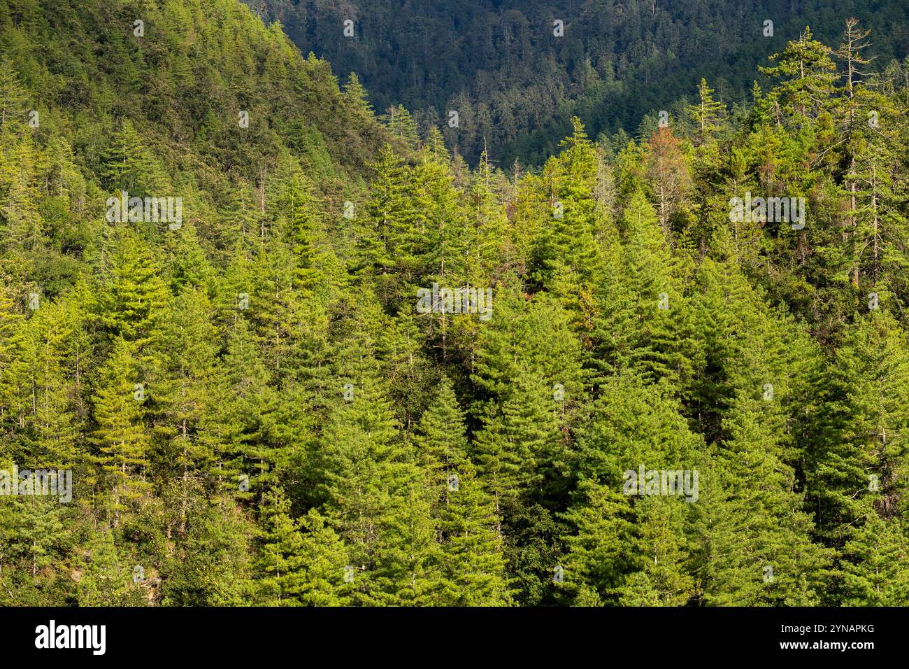 A lush, green forest in Bhutan. The dense canopy of tall, coniferous ...