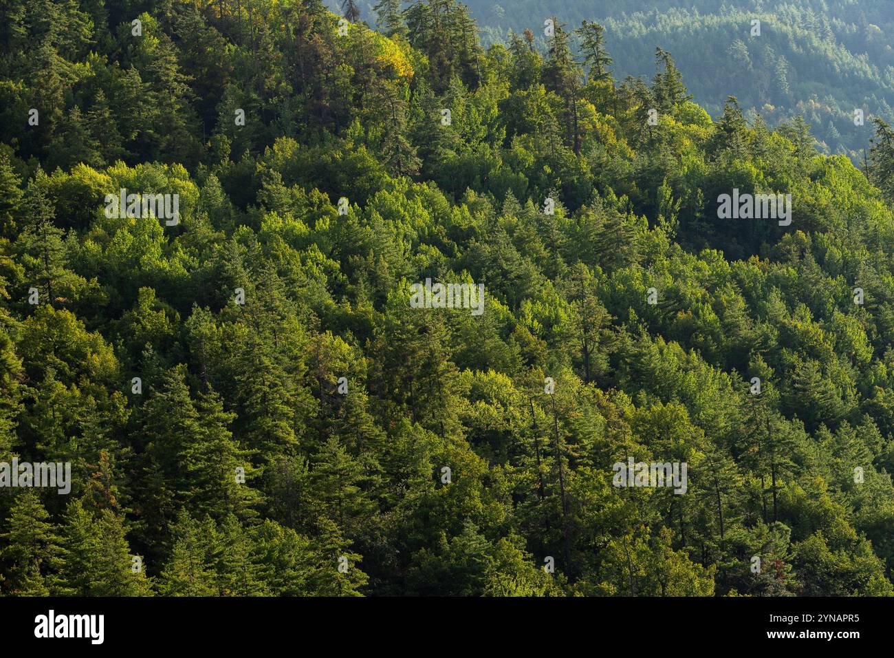 A lush, green forest in Bhutan. The dense canopy of tall, coniferous ...