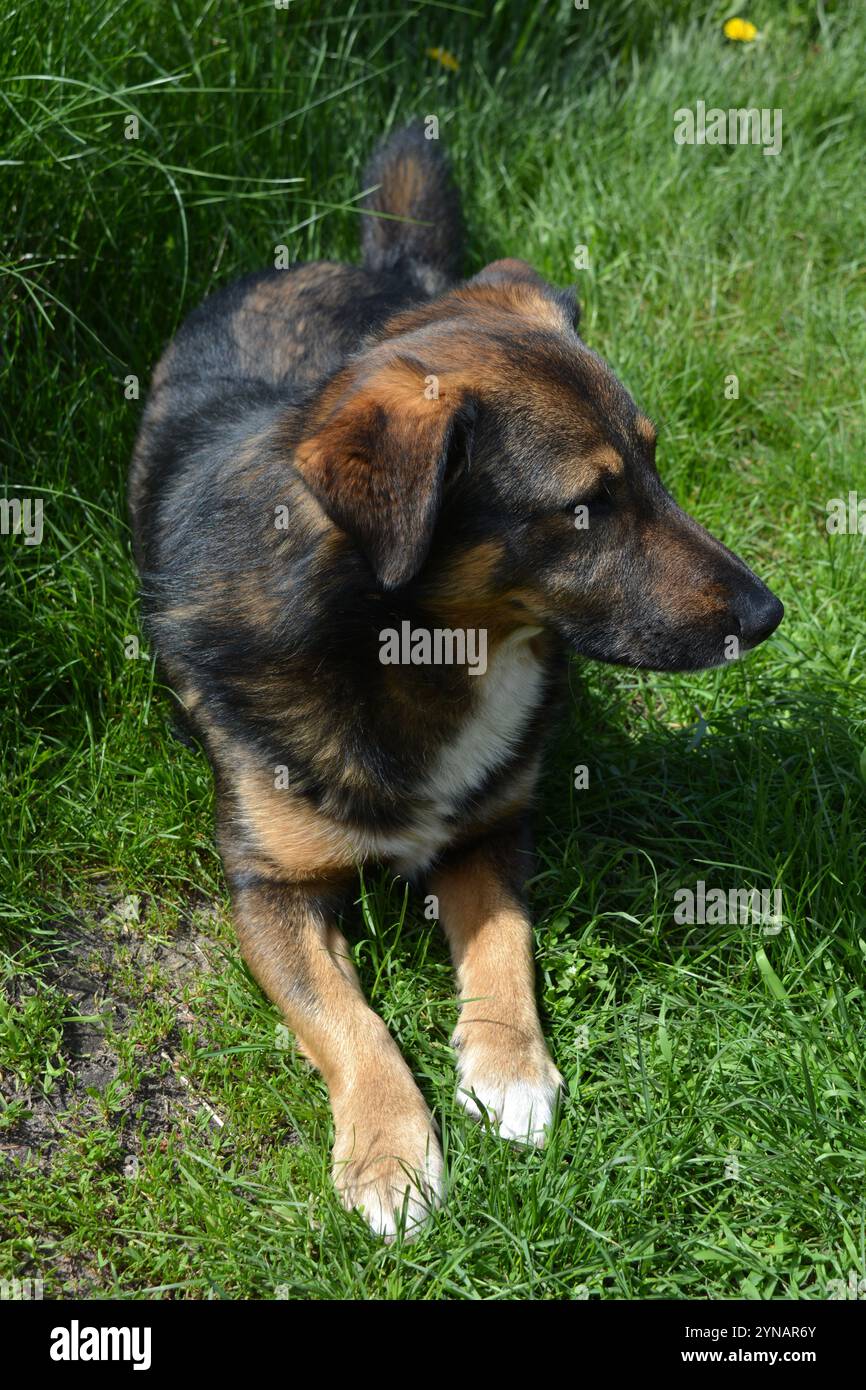 Real time beautiful black horse hi-res stock photography and images - Alamy