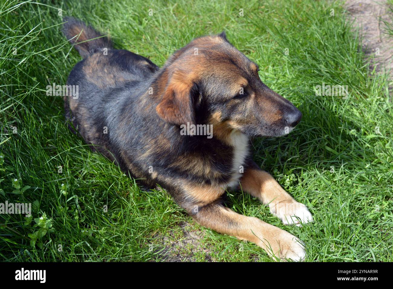 Real time beautiful black horse hi-res stock photography and images - Alamy