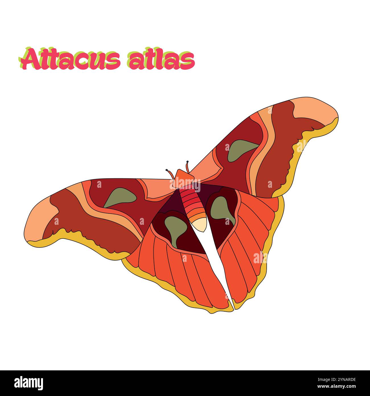 Attacus atlas Stock Vector Images - Alamy