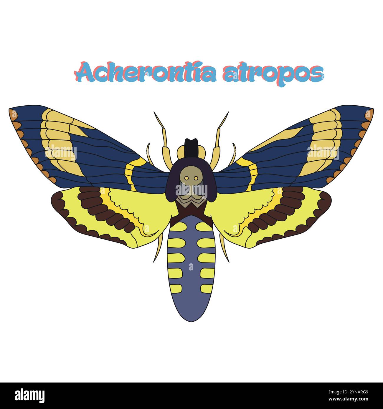 Acherontia moth Cut Out Stock Images & Pictures - Alamy