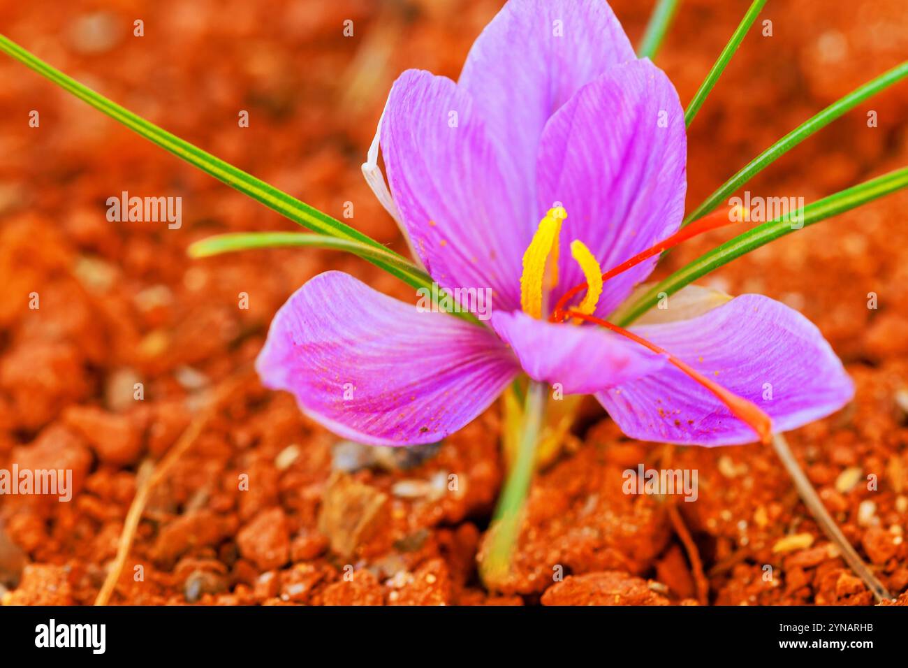 Saffron flowers bloom in rich, red soil, providing source of world most ...