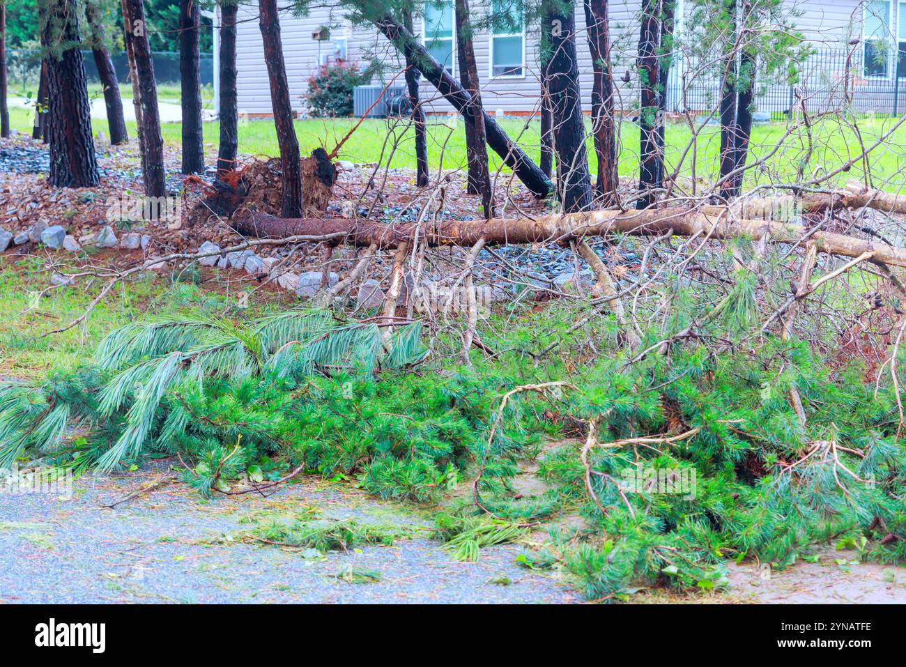 Strong winds caused several branches to fall, creating debris on street ...