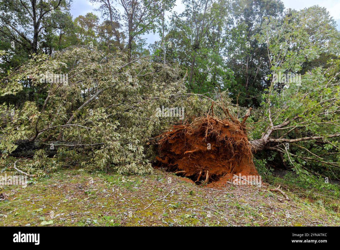 Exposed to high winds hi-res stock photography and images - Alamy