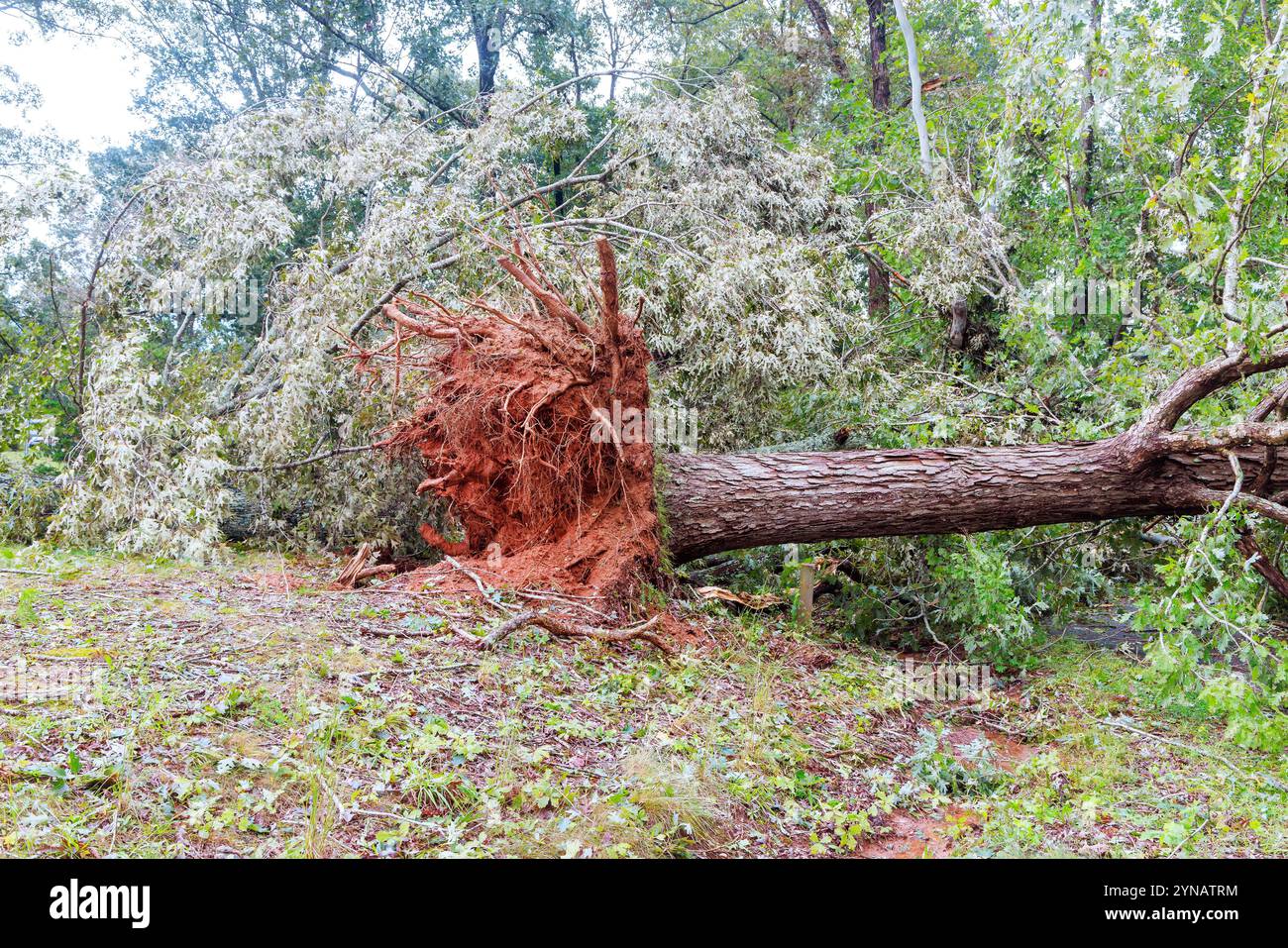 Aftermath natural disaster surrounded hi-res stock photography and ...