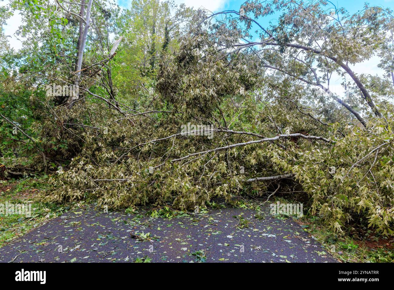 Tree branches leaves are sprawled across pathway following recent storm ...