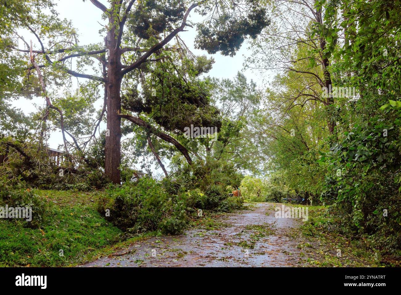 After recent storm, rural road is lined with fallen branches trees ...