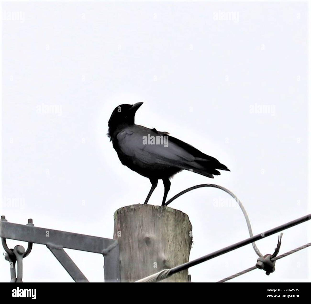 Cape Crow (Corvus capensis capensis Stock Photo - Alamy