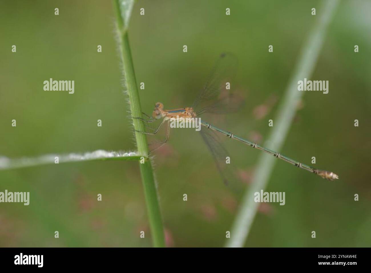 Lestes elatus hi-res stock photography and images - Alamy