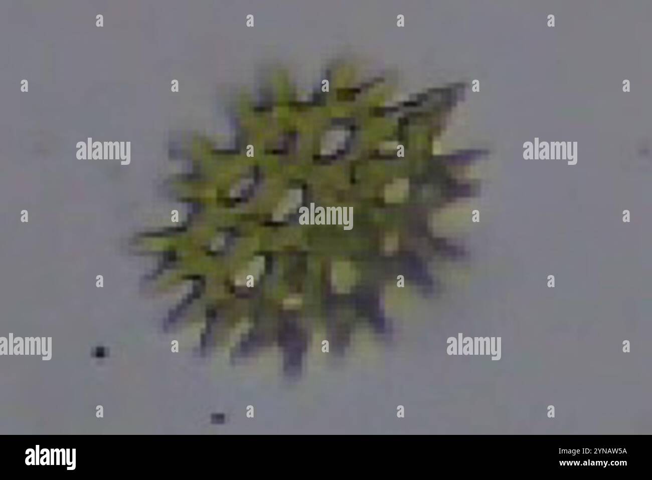 Pediastrum hi-res stock photography and images - Alamy