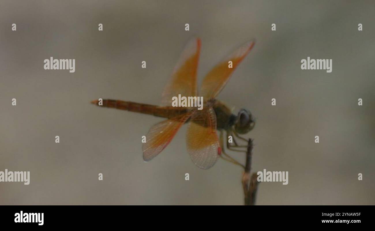 Brachythemis contaminata ditch jewel hi-res stock photography and ...