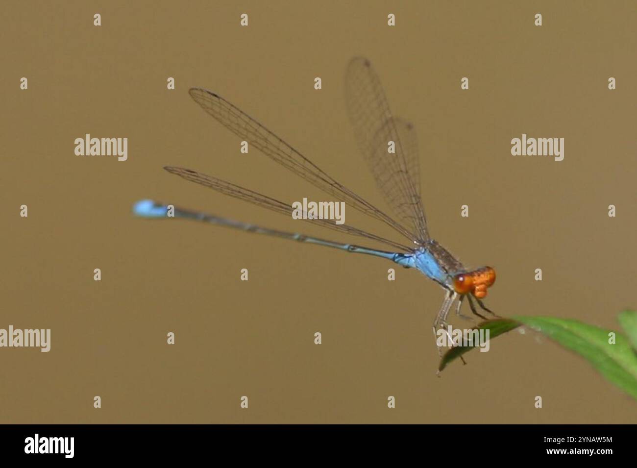 Orange-faced Sprite (Pseudagrion rubriceps Stock Photo - Alamy