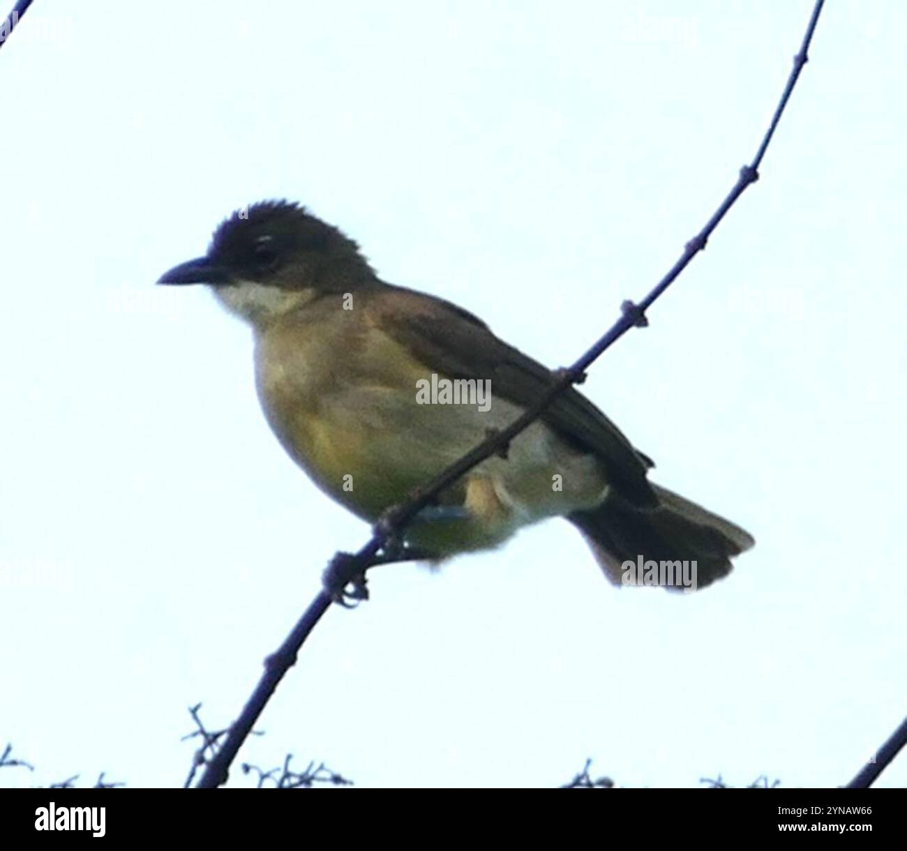 Simple Greenbul (Chlorocichla simplex Stock Photo - Alamy