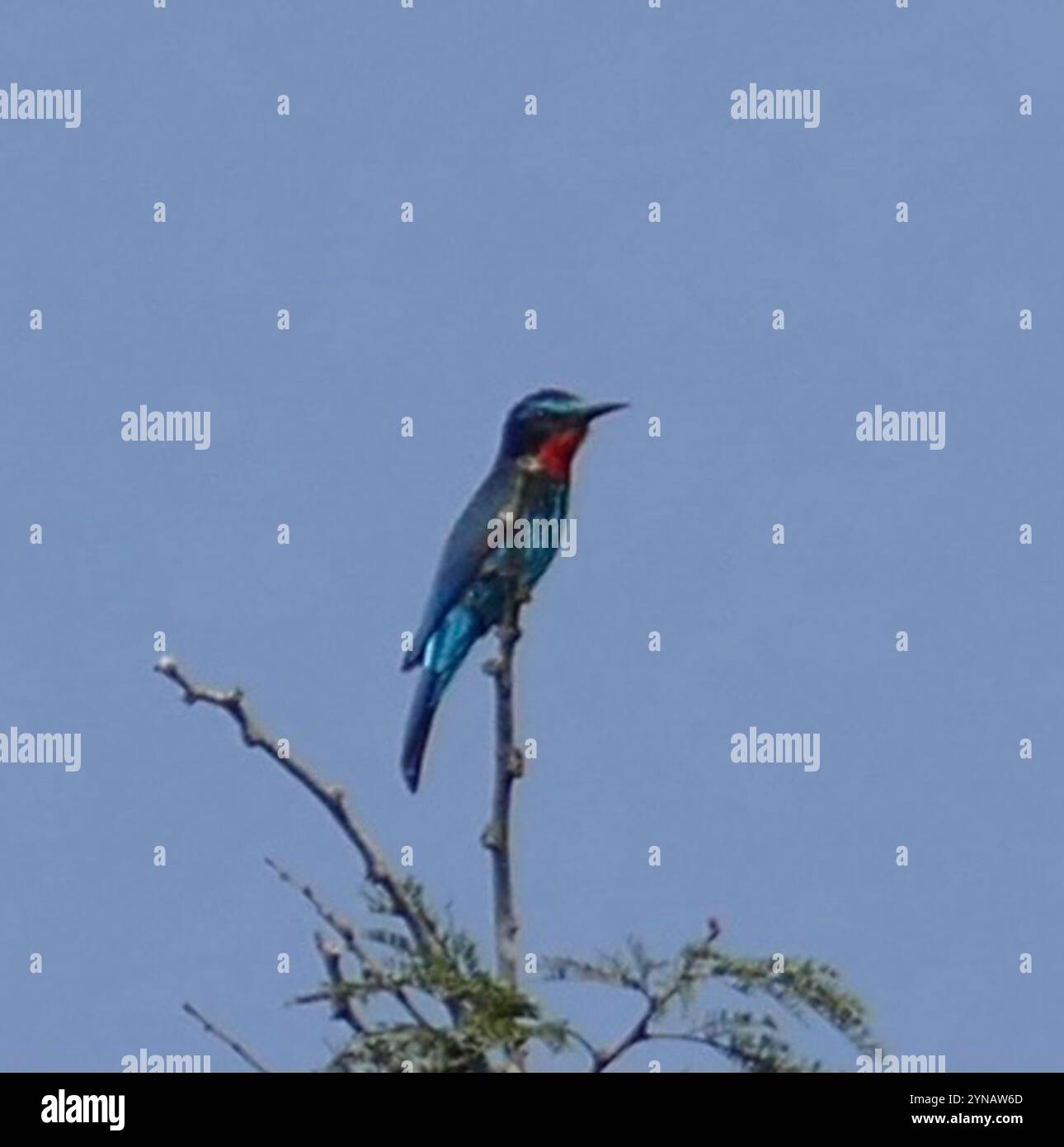 Merops gularis hi-res stock photography and images - Alamy