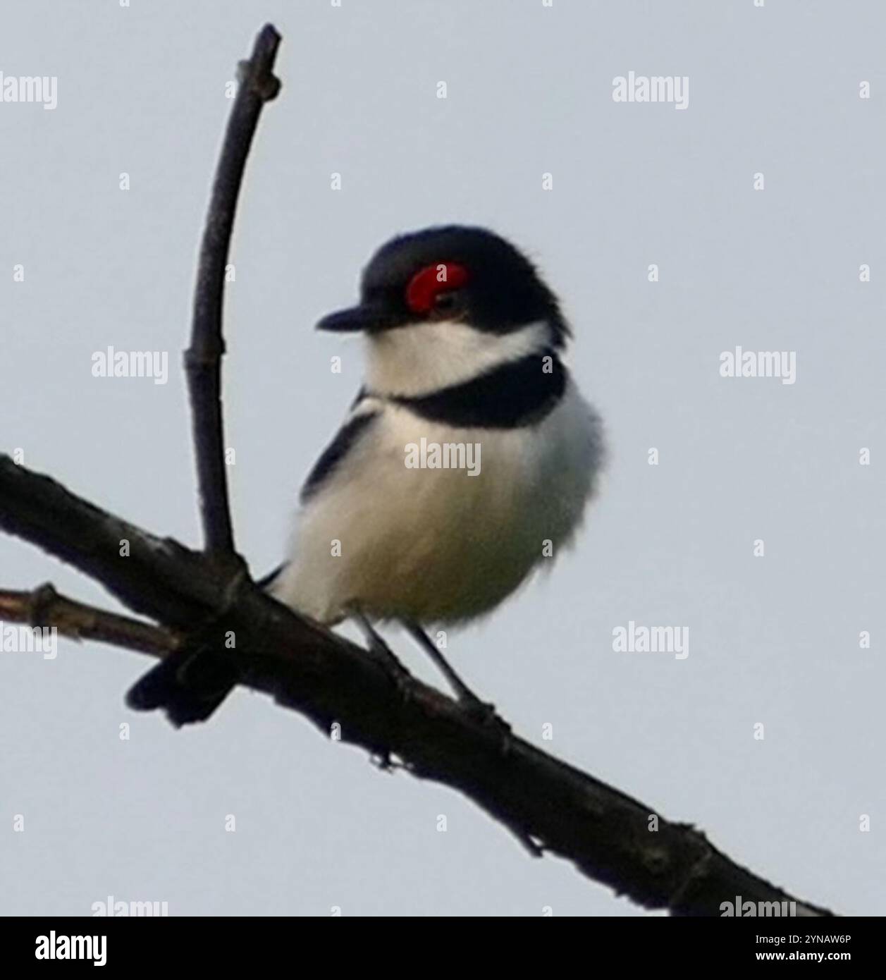 Brown-throated Wattle-eye (Platysteira cyanea Stock Photo - Alamy