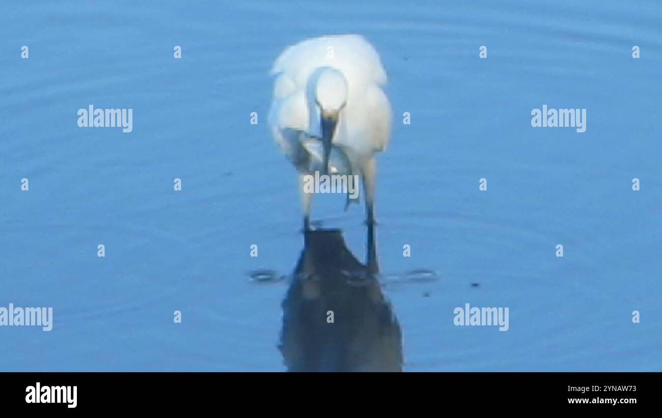 Black Crappie (Pomoxis nigromaculatus Stock Photo - Alamy