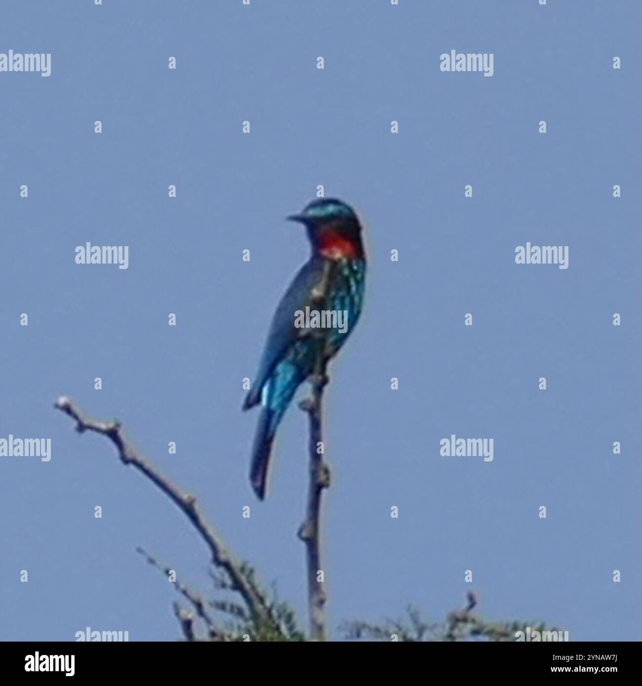 Black Bee-eater (Merops gularis Stock Photo - Alamy