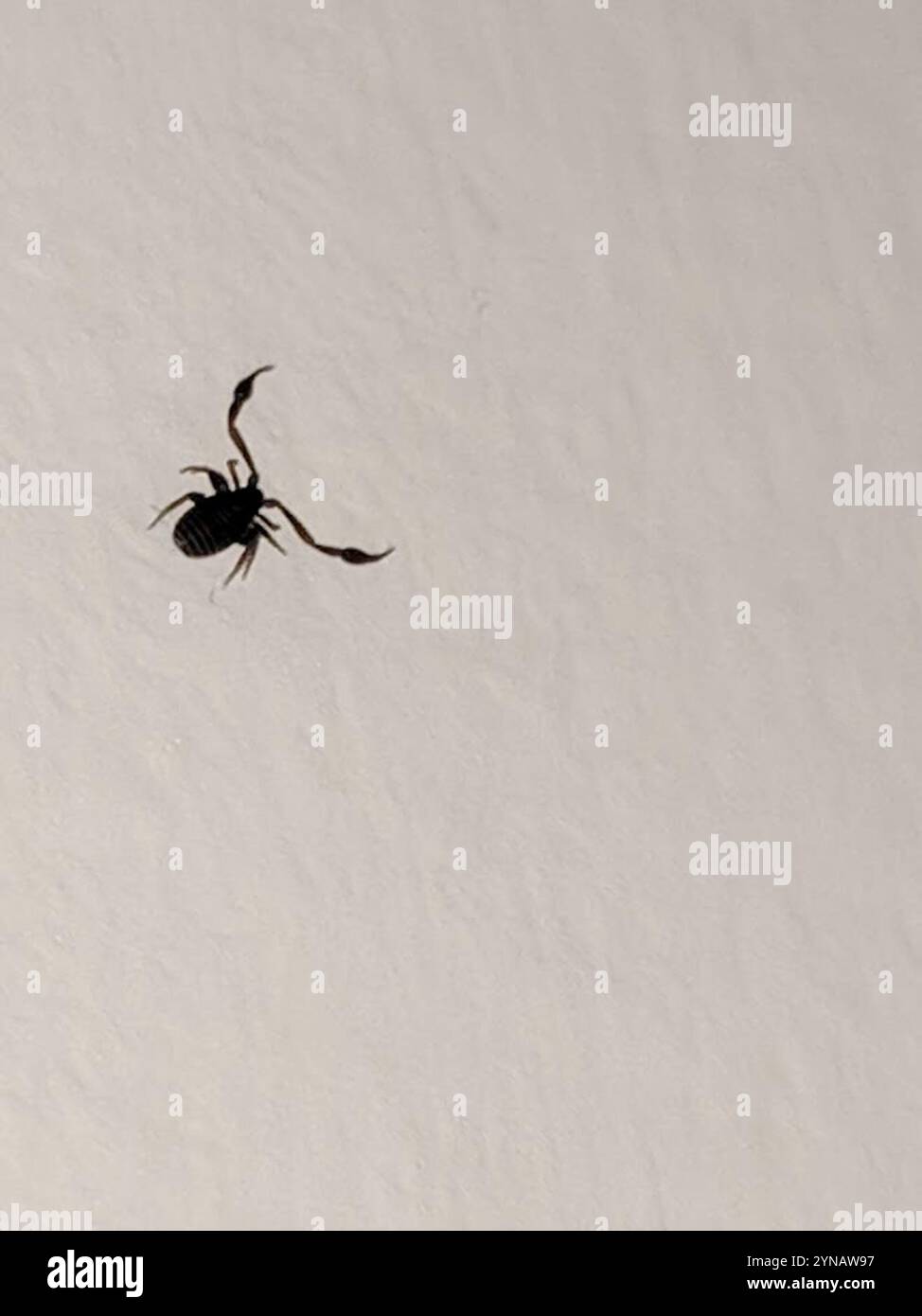 House pseudoscorpion chelifer cancroides hi-res stock photography and ...