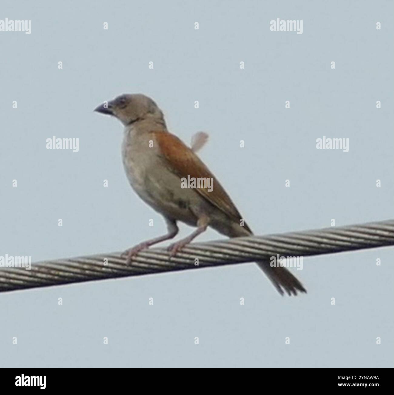 Northern Grey-headed Sparrow (Passer griseus Stock Photo - Alamy