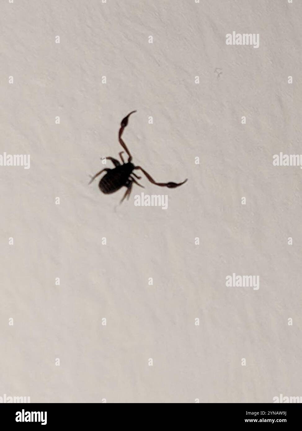 House pseudoscorpion chelifer cancroides hi-res stock photography and ...