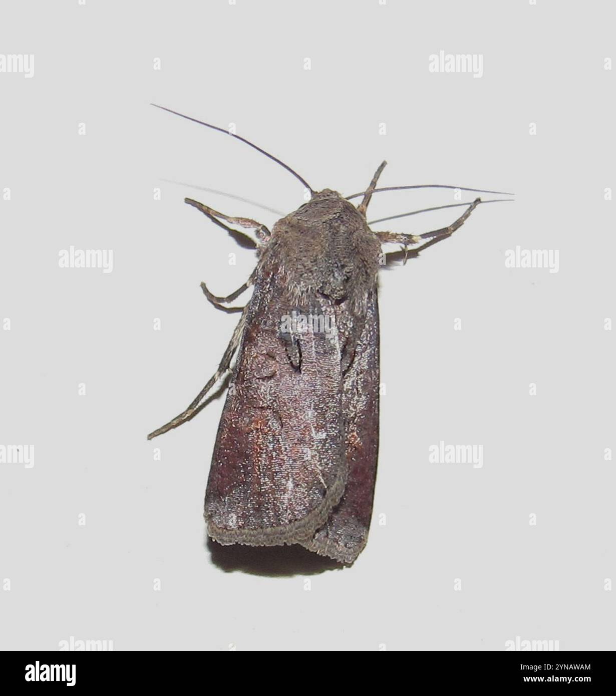 Cutworms and Dart Moths (Noctuinae Stock Photo - Alamy