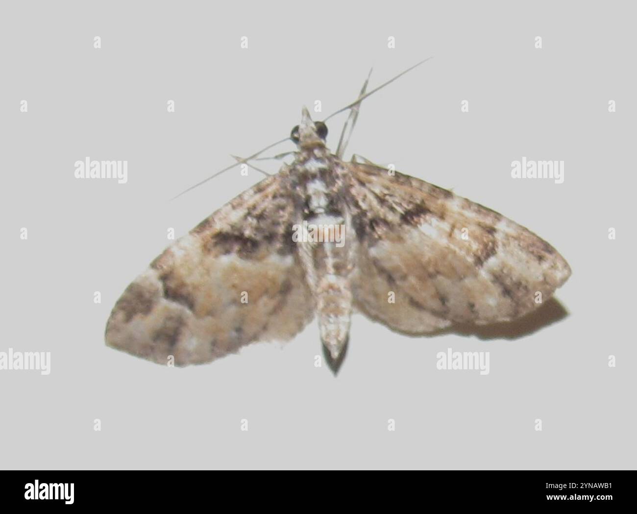 Carpet Moths (Larentiinae Stock Photo - Alamy