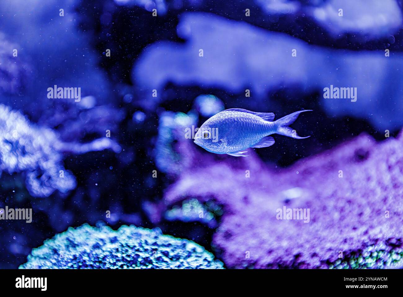 An Saltwater Fish Tank with Coral and Fish Stock Photo - Alamy