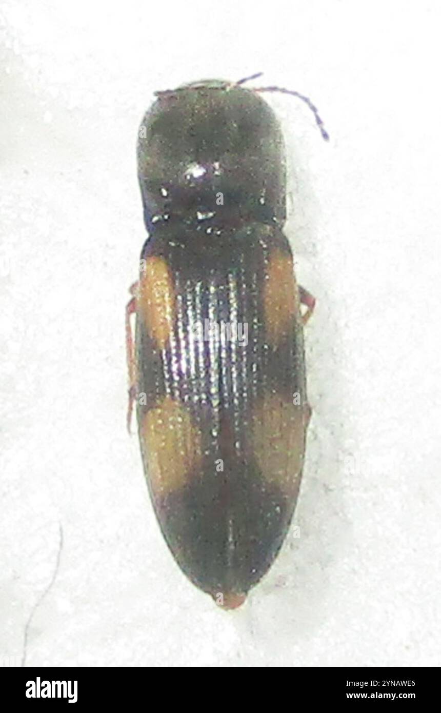 Click Beetles (Elateridae Stock Photo - Alamy