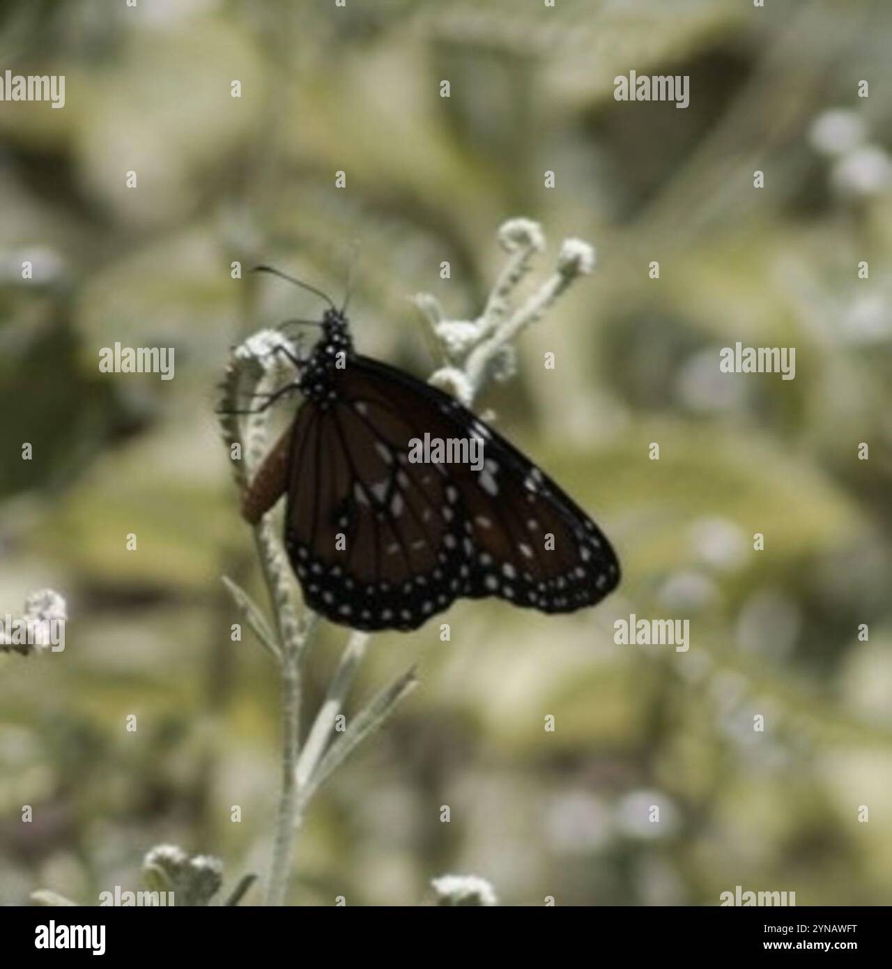 Tiger Milkweed Butterflies (Danaus Stock Photo - Alamy