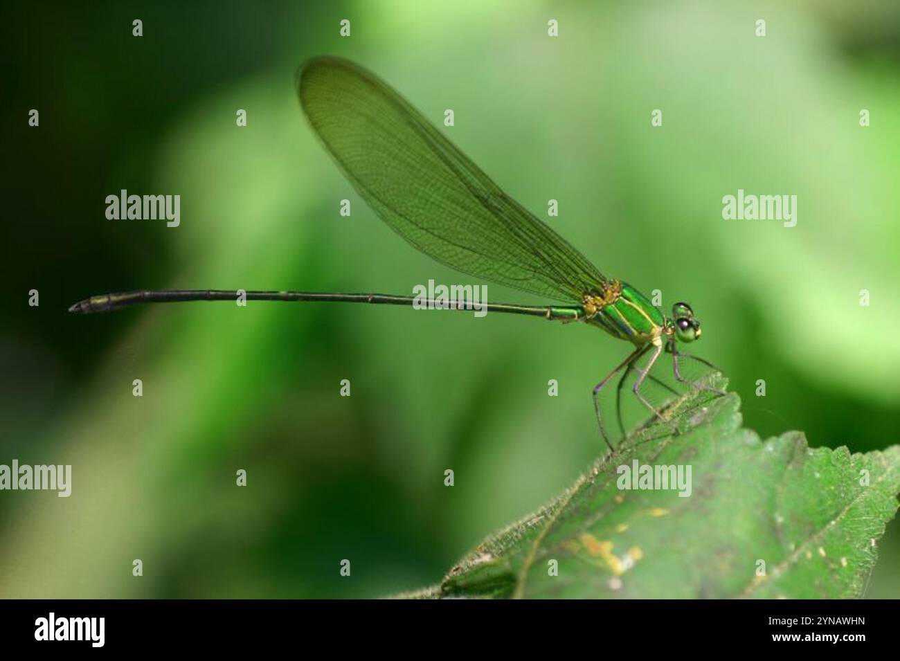 plain flashwing (Vestalis gracilis Stock Photo - Alamy