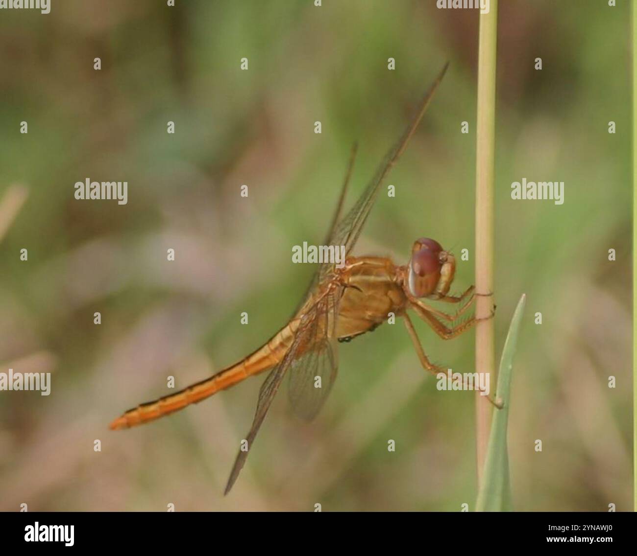 Scarlet Skimmer (Crocothemis servilia Stock Photo - Alamy