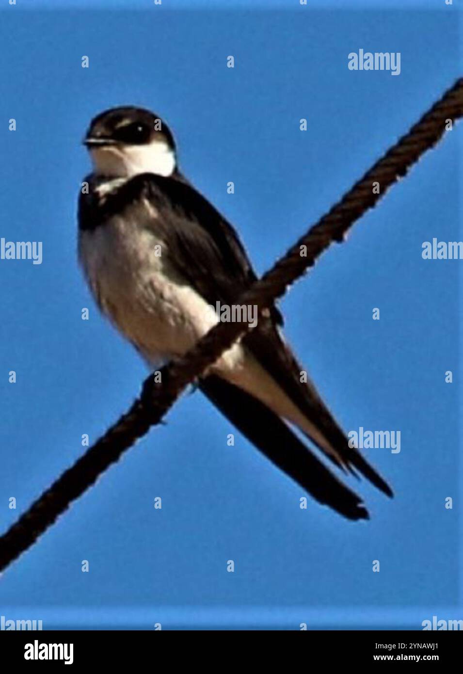 White-bellied Barn Swallow (Hirundo rustica rustica Stock Photo - Alamy
