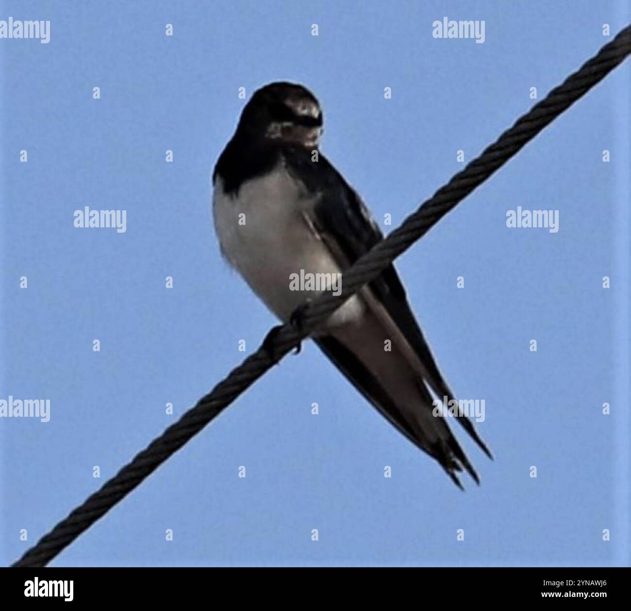 White-bellied Barn Swallow (Hirundo rustica rustica Stock Photo - Alamy