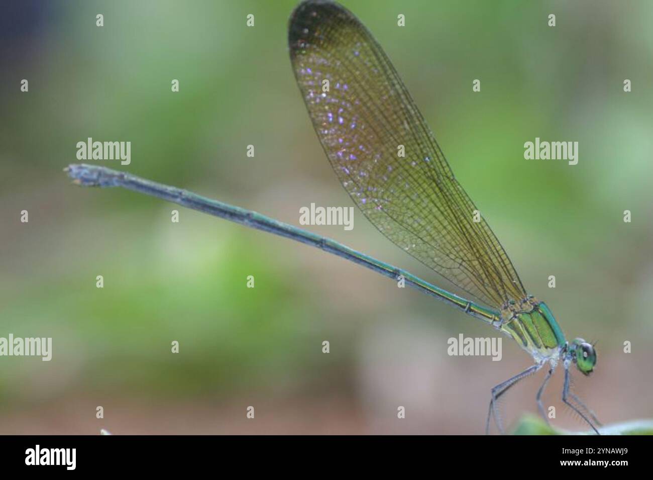 Vestalis apicalis hi-res stock photography and images - Alamy