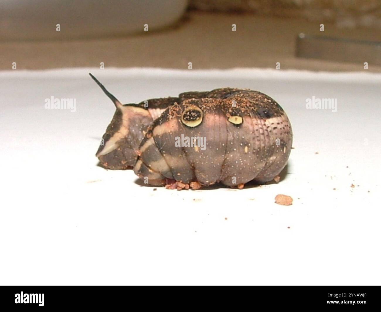 Vine Hawkmoth (Hippotion celerio Stock Photo - Alamy