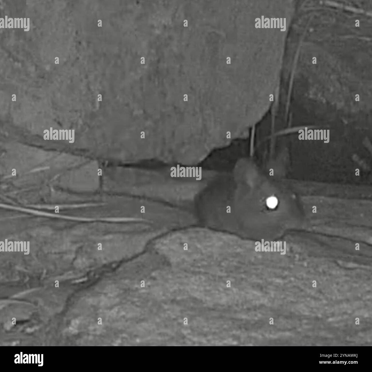 European Wood Mouse (Apodemus sylvaticus Stock Photo - Alamy