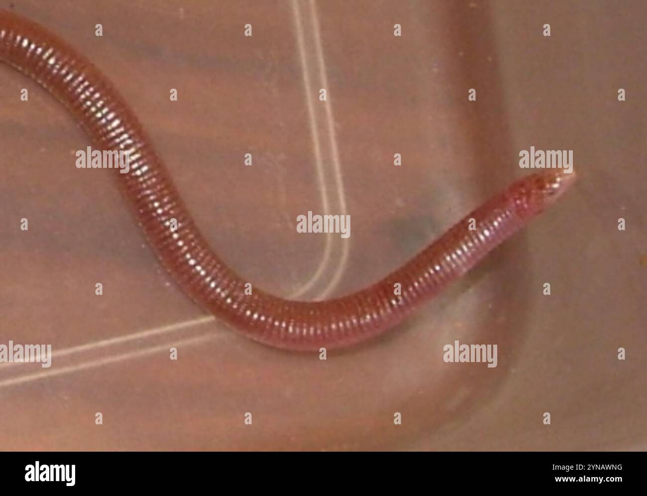 Kalahari Round-snouted Worm Lizard (Zygaspis quadrifrons Stock Photo ...