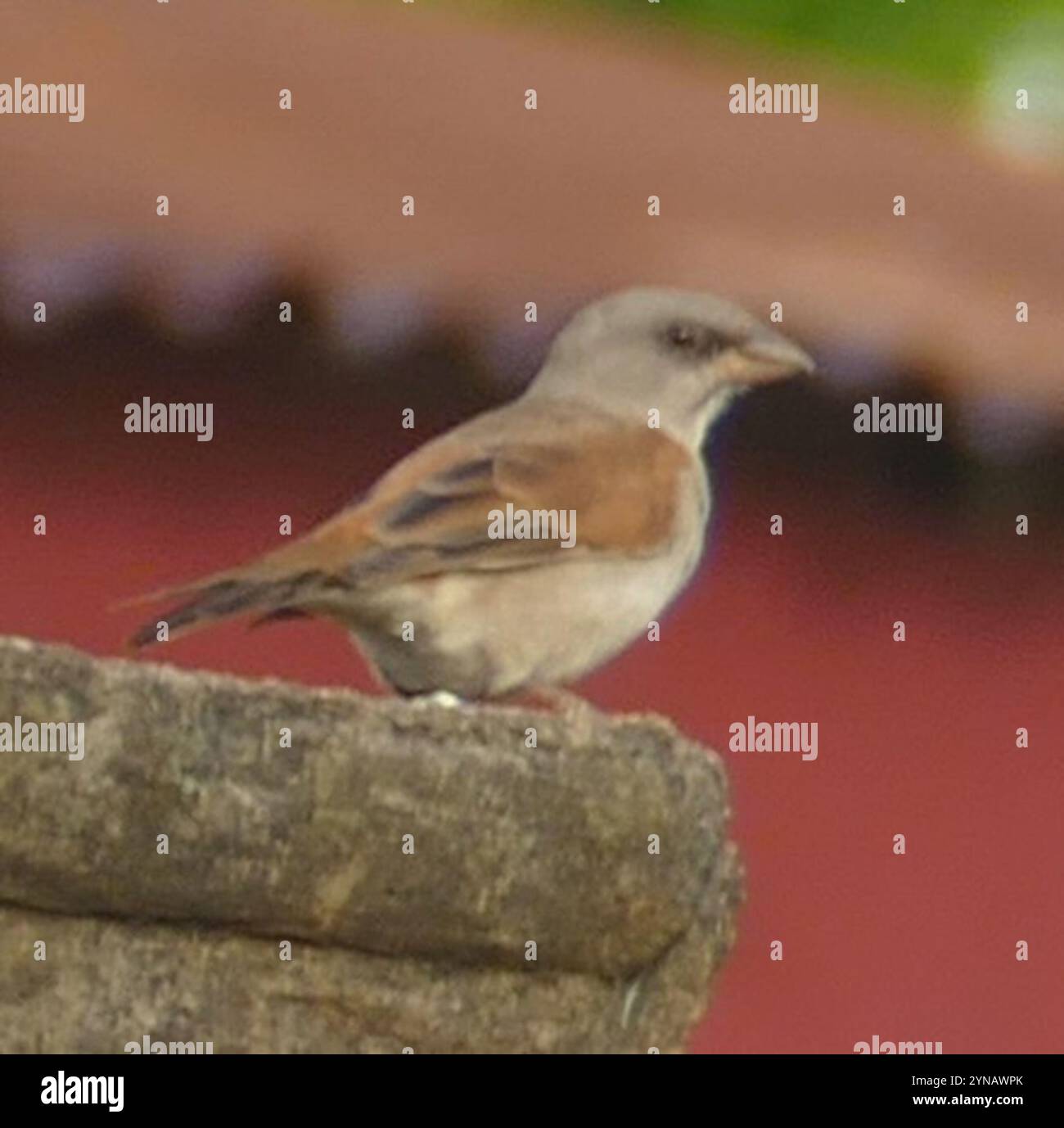 Grey headed sparrow passer griseus hi-res stock photography and images ...