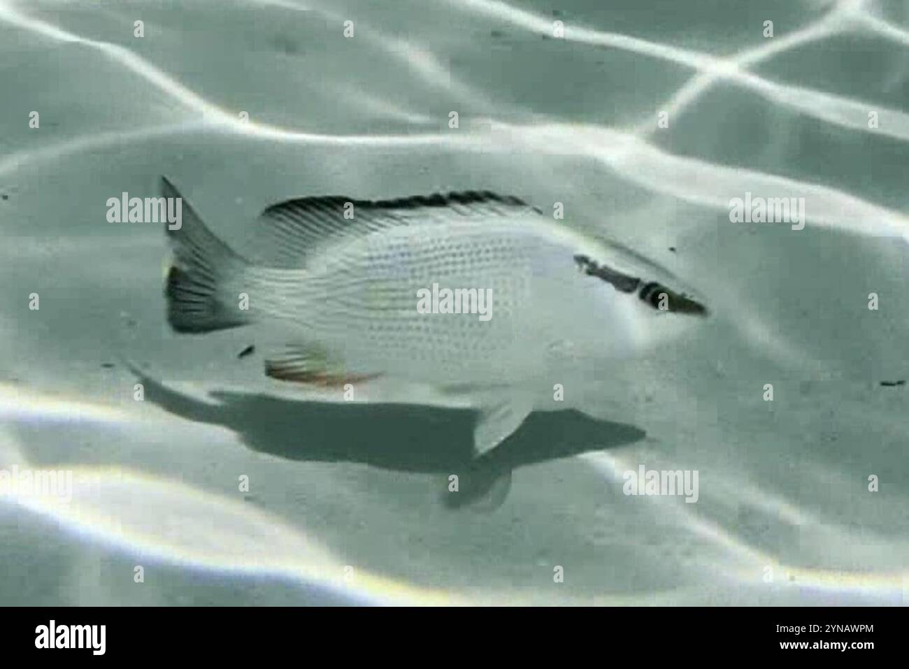 Gray Snapper (Lutjanus griseus Stock Photo - Alamy