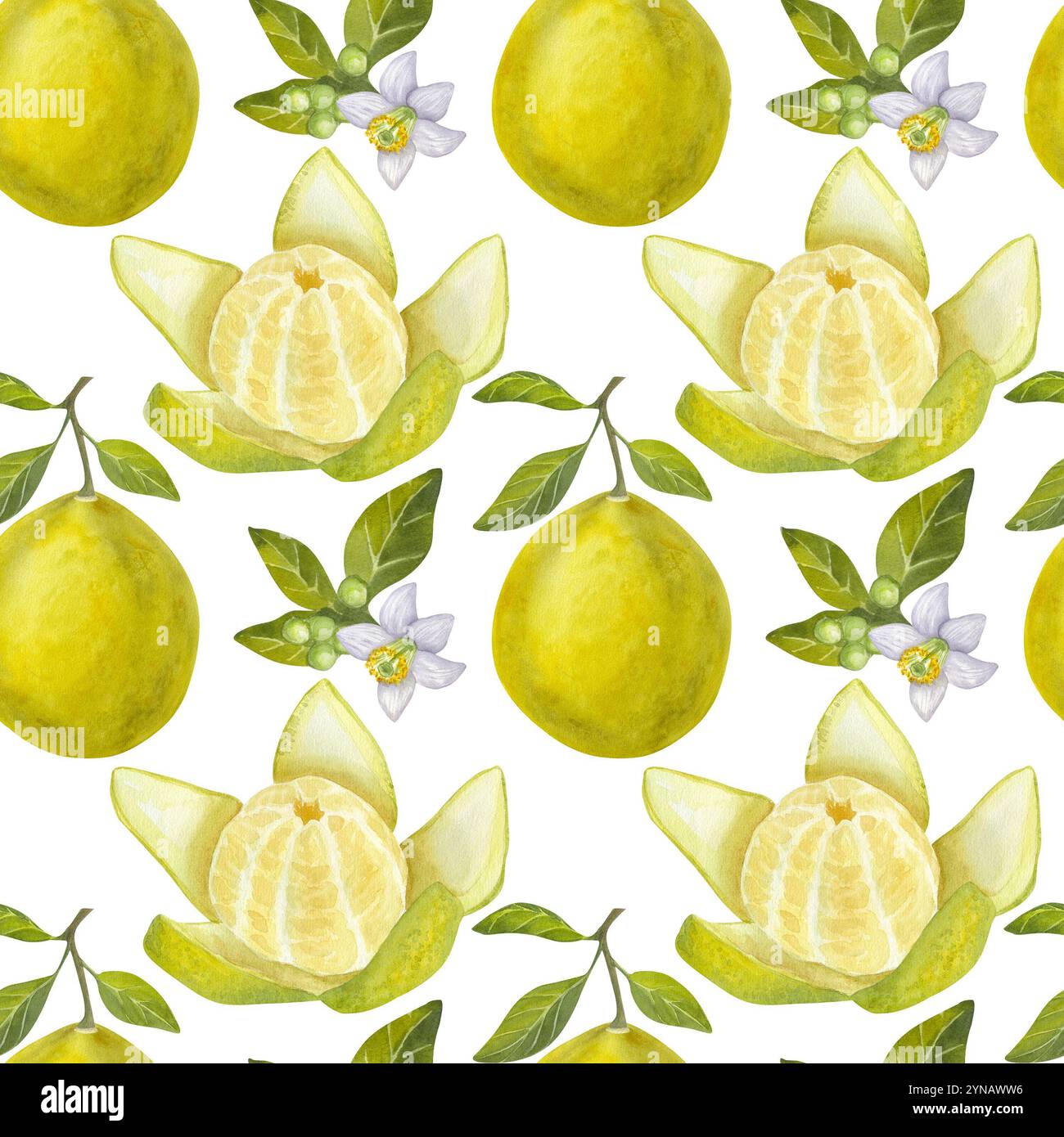 Yellow pomelo seamless pattern Cut Out Stock Images & Pictures - Alamy