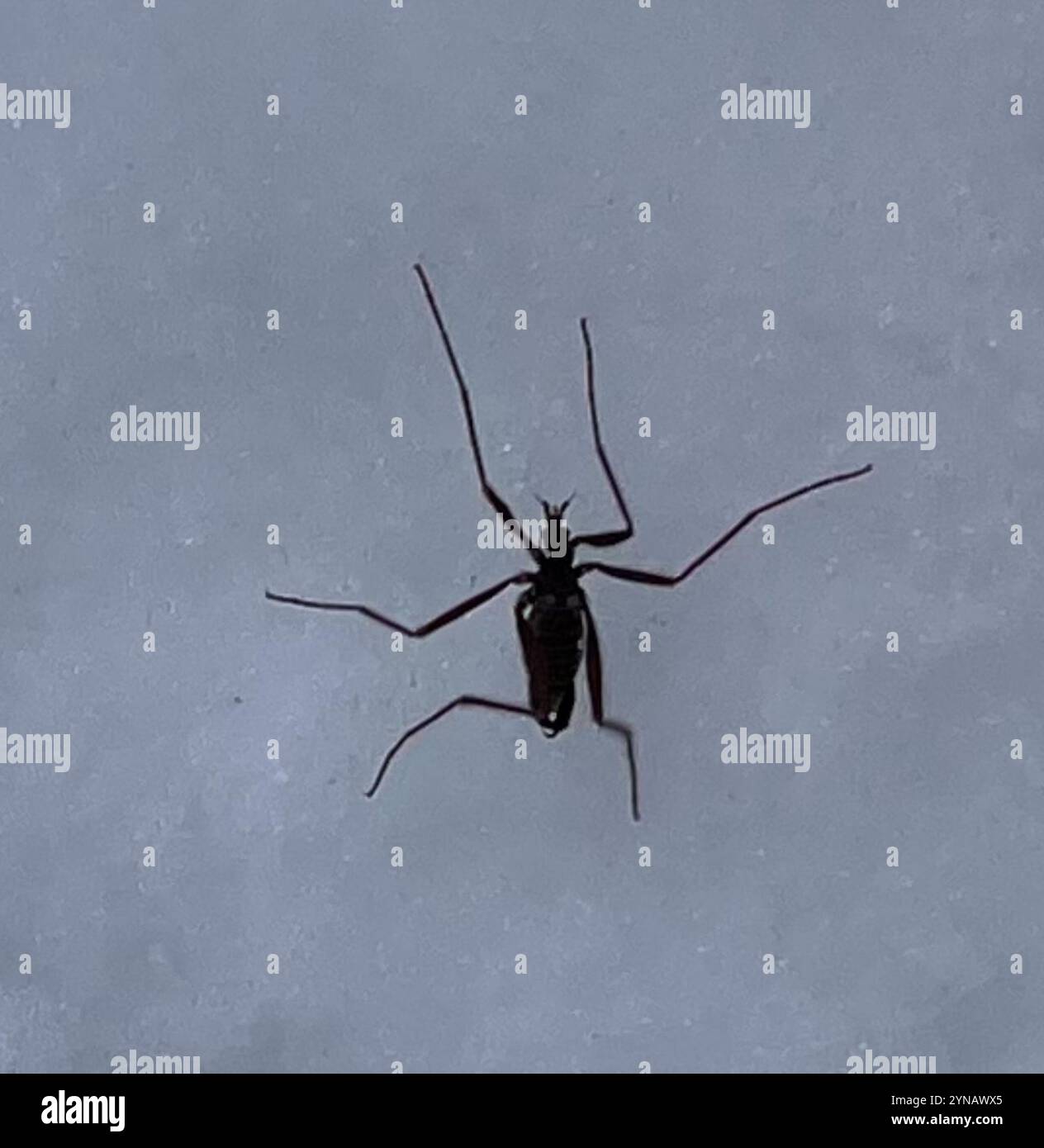 Snow Flies (Chionea Stock Photo - Alamy