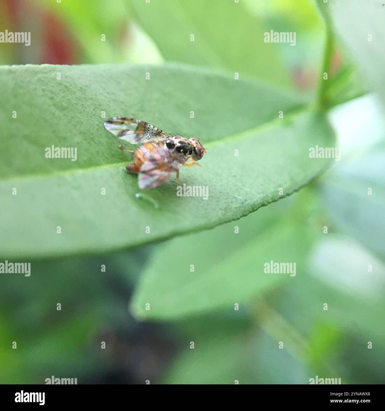 Ceratitis capitata hi-res stock photography and images - Alamy
