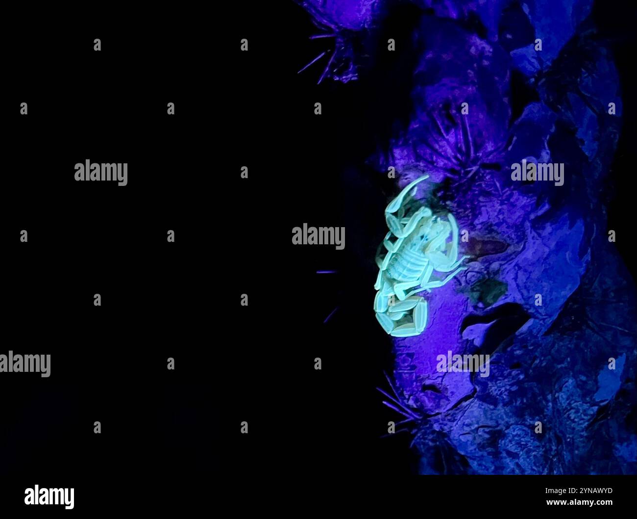 Baja California Bark Scorpion (Centruroides exilicauda Stock Photo - Alamy