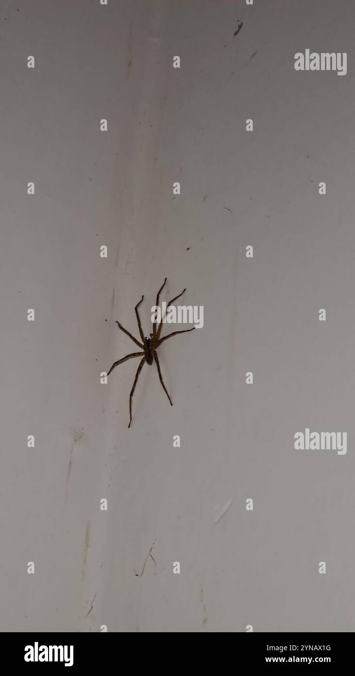 Wolf Spiders and Allies (Lycosoidea Stock Photo - Alamy