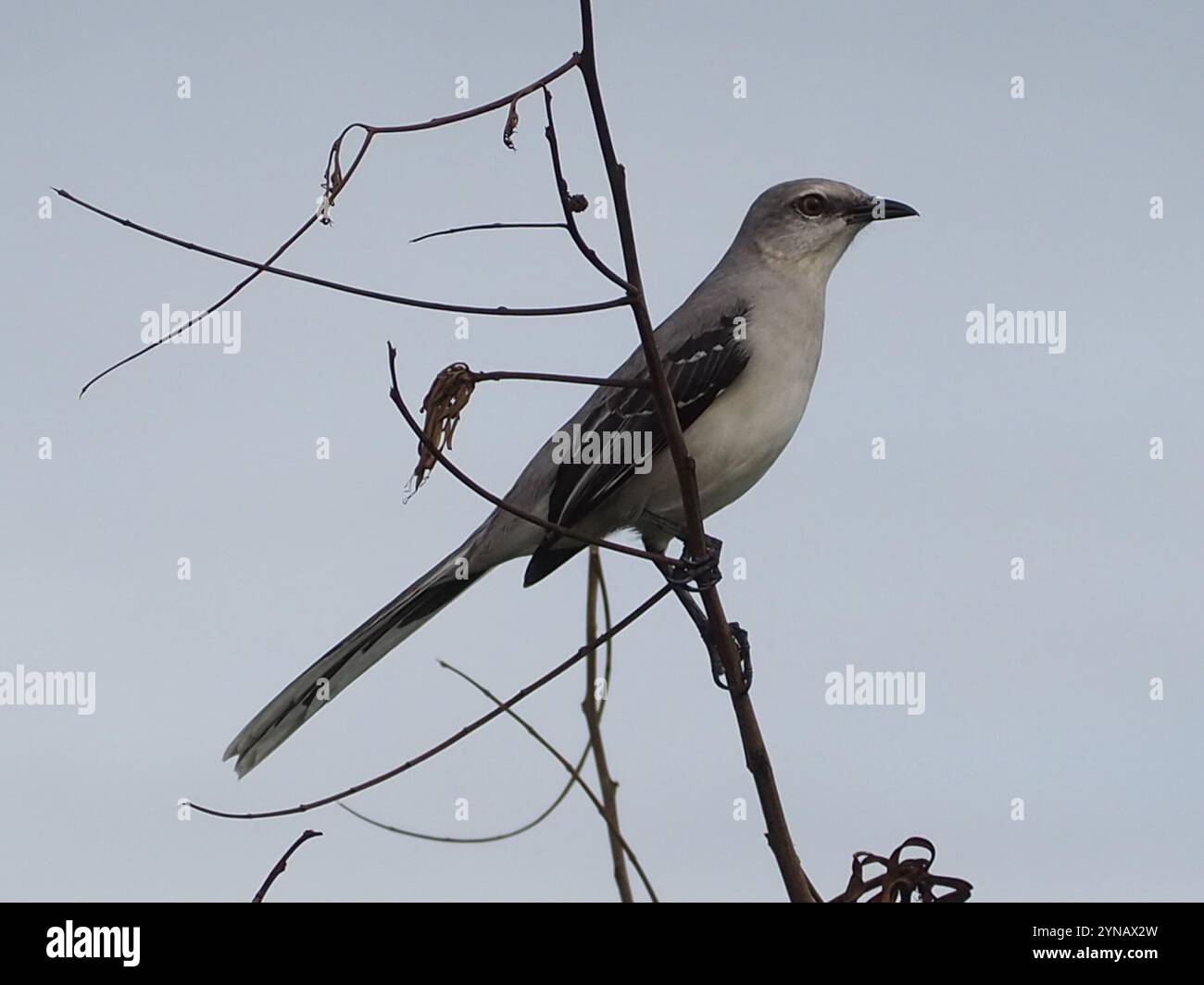 Tropical Mockingbird (Mimus gilvus Stock Photo - Alamy