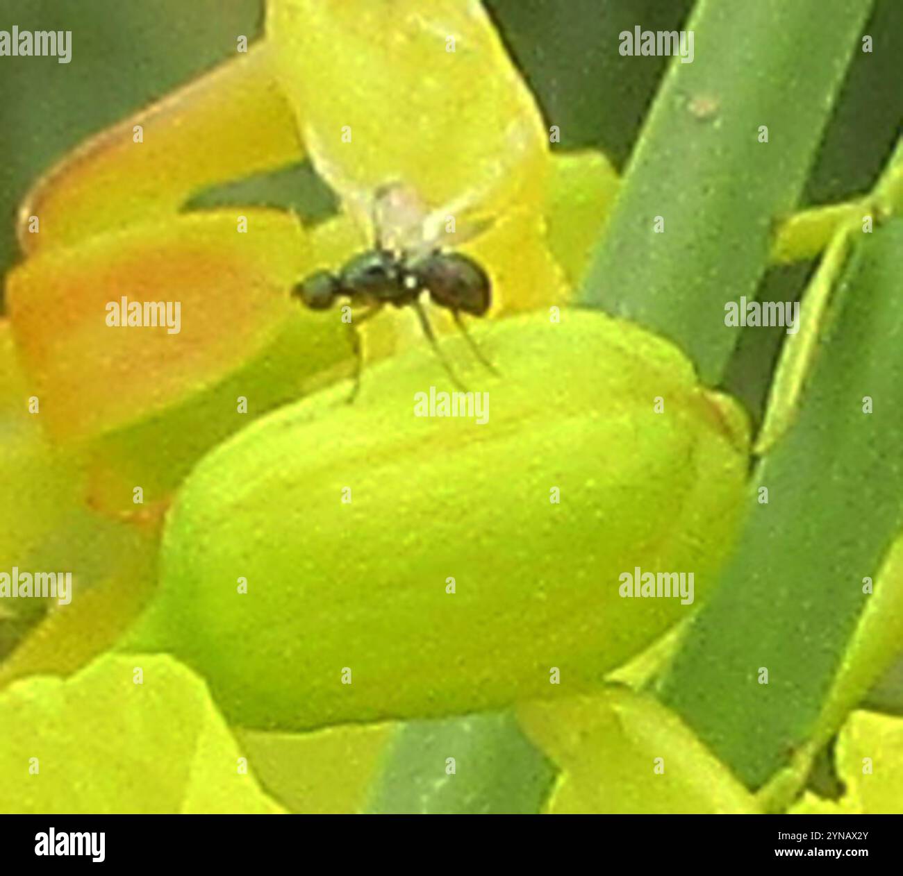 Black Scavenger Flies (Sepsidae Stock Photo - Alamy