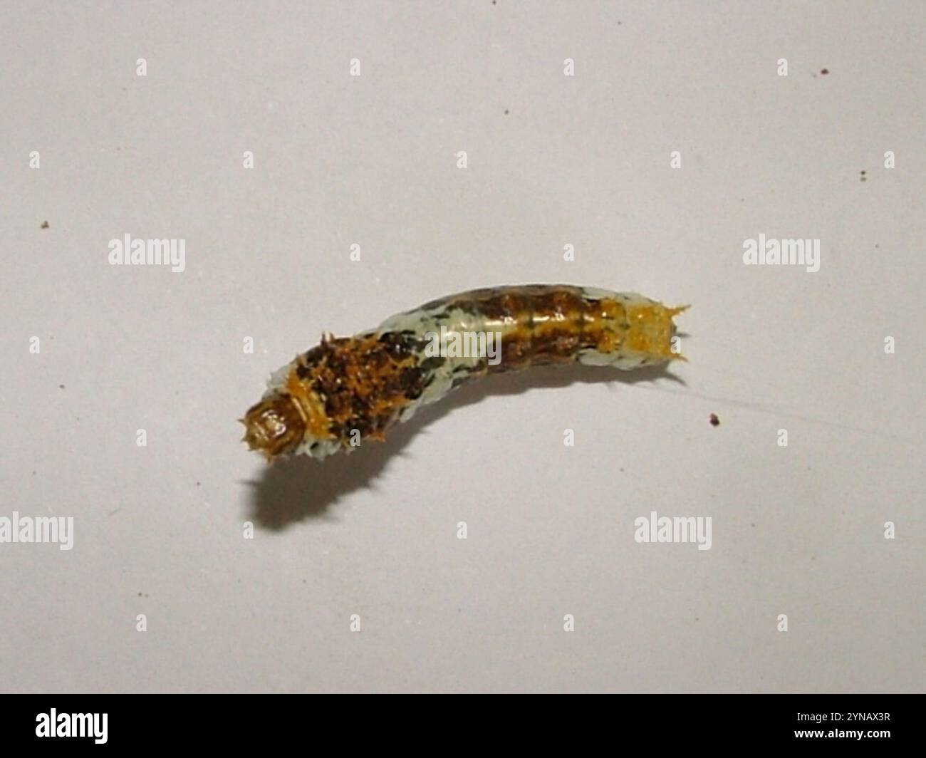 Citrus Swallowtail (Papilio demodocus Stock Photo - Alamy