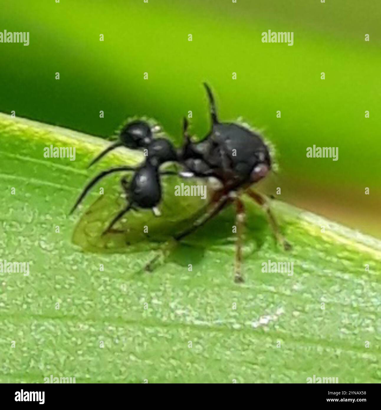 Ant-mimicking Treehopper (Cyphonia clavata Stock Photo - Alamy